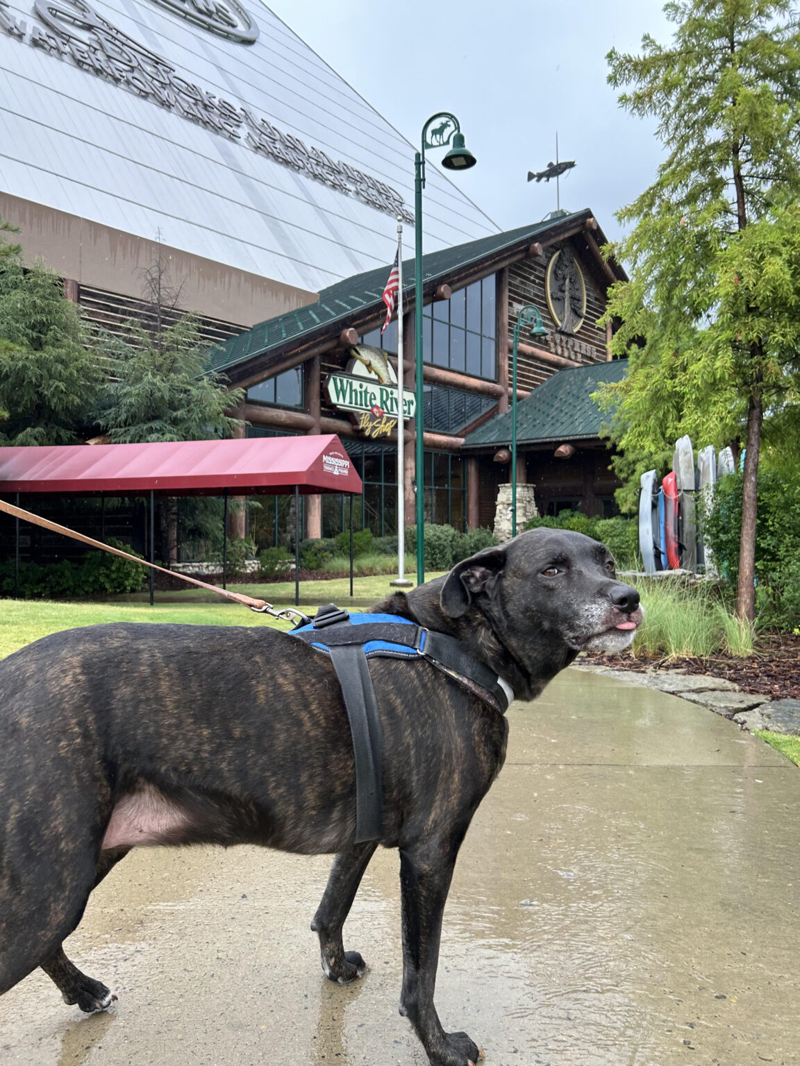 Memphis man and dogs displaced after devastating fire; find comfort at ...